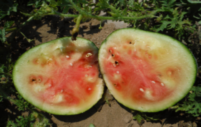 Cucumber Green Mottle Mosaic Of Watermelon