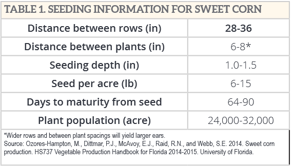 Sweet Corn Stand Establishment