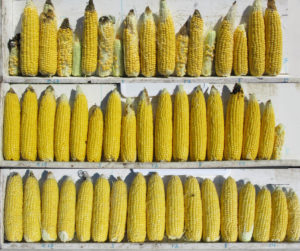 Understanding Sweet Corn Populations