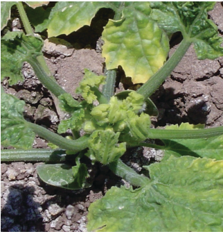 Squash Leaf Curl Virus In Cucurbits