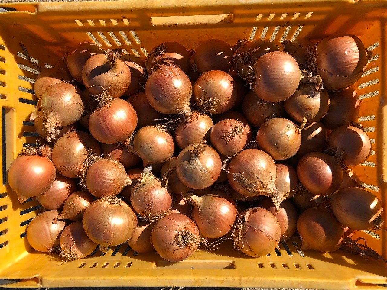 Harrier Resource Library