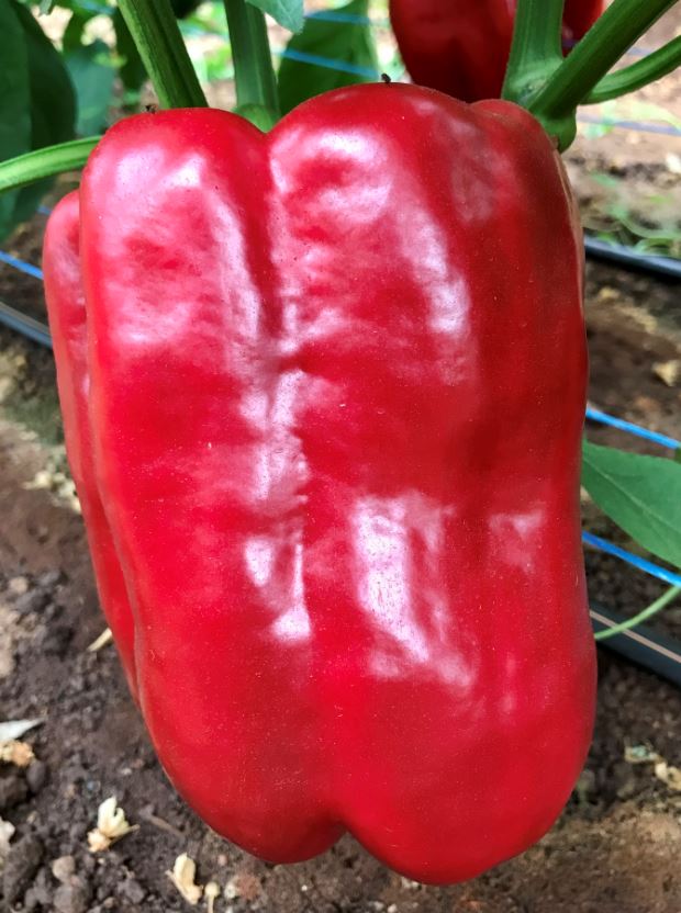 Adore Delor - the newest addition in half-long capsicums