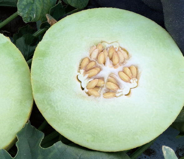 Seminis' Melon breeding efforts and new variety, Flavor Journey