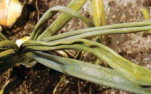 Żółta karłowatość cebuli | Vegetables Bayer