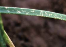 Botrytis Leaf Blight