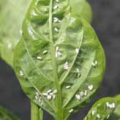 Pepper and Eggplant Whiteflies