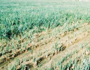 Stubby-Root Nematode