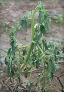 Bacterial Wilt