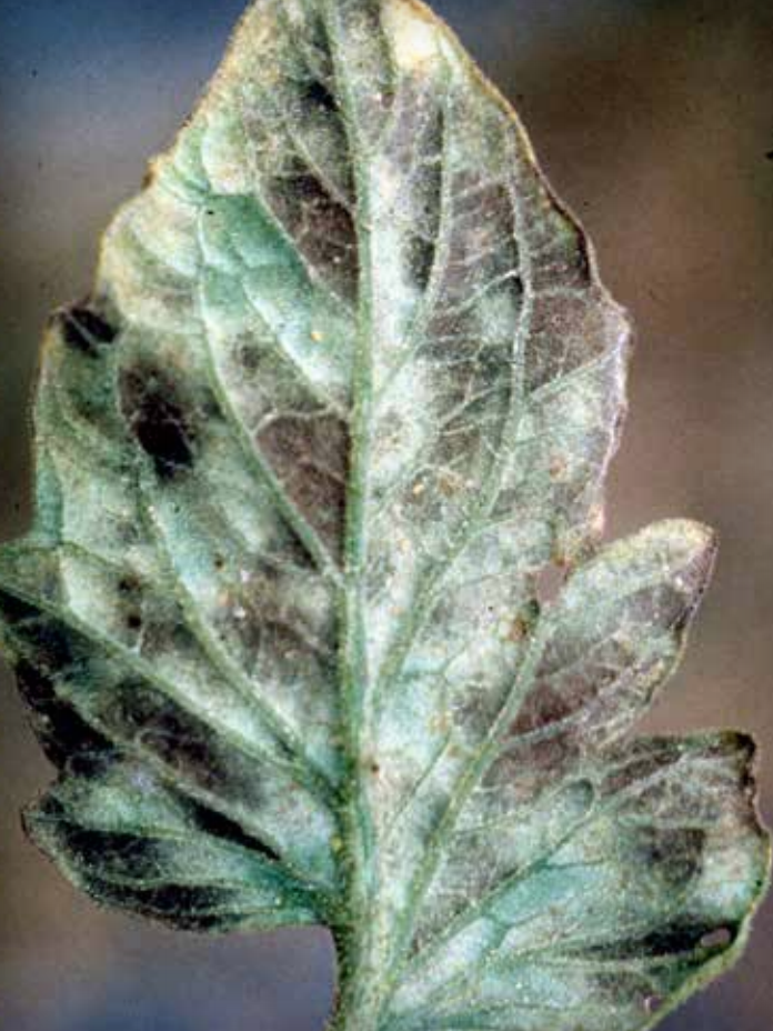 Cercospora Leaf Mold