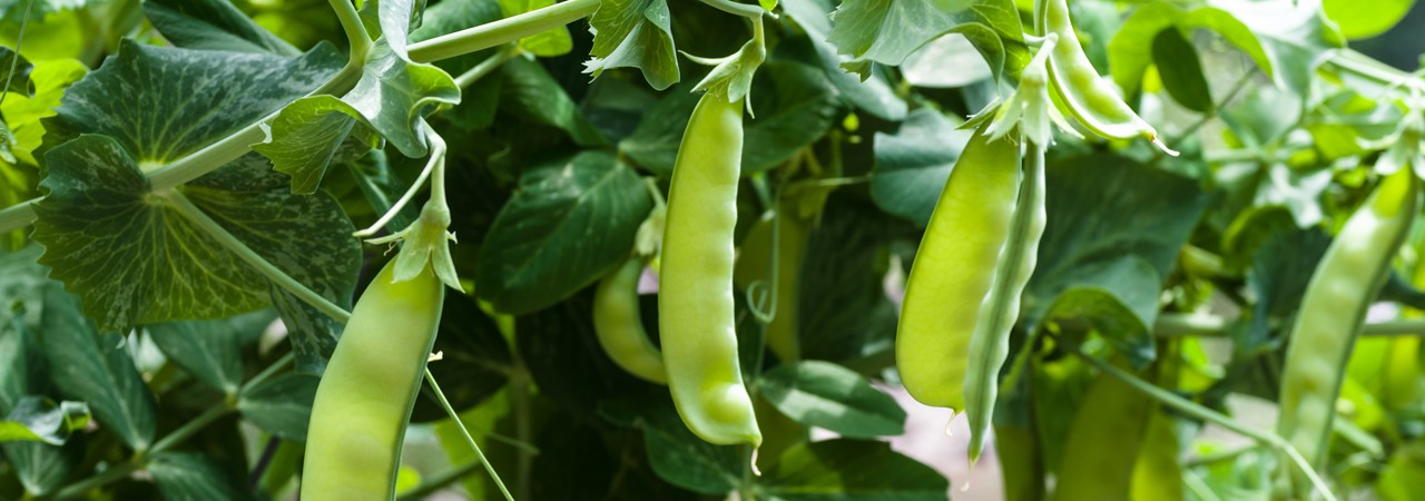 Bezelyede Islah Çalışmaları | Sebze Tohumları