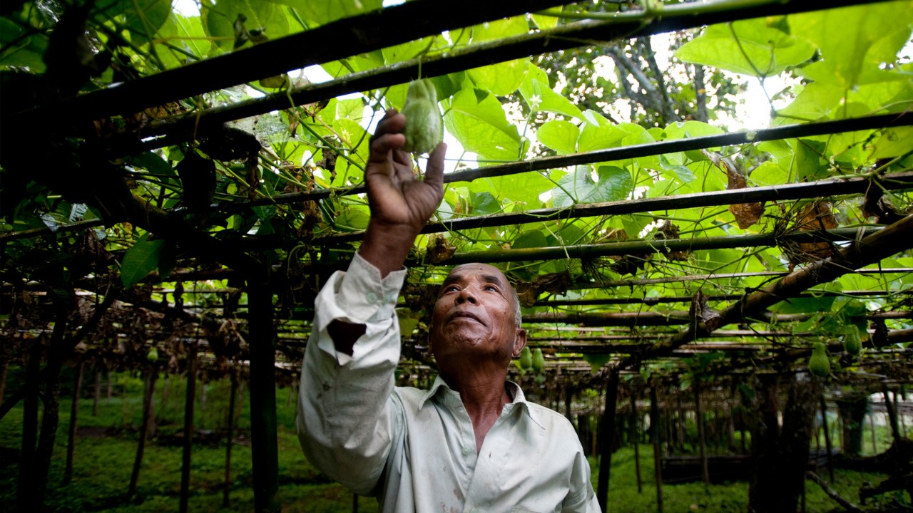 About | Innovative vegetable seed selections | Vegetables by Bayer