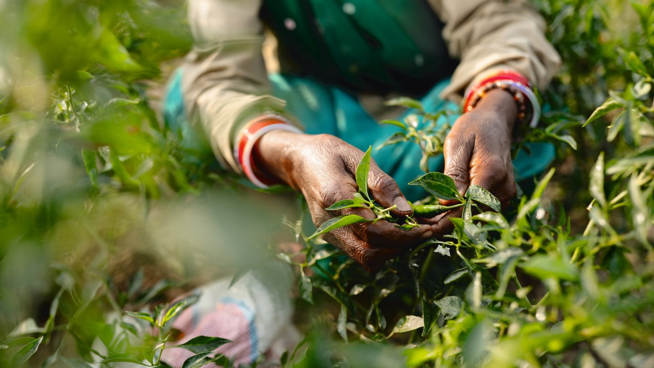 About | Innovative vegetable seed selections | Vegetables by Bayer