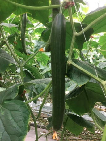 First Look - Telluride Cucumber