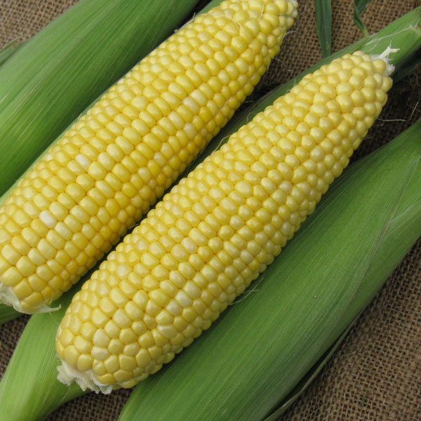Sweet Corn