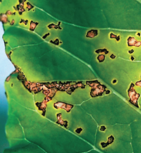 Bacterial Leaf Spot