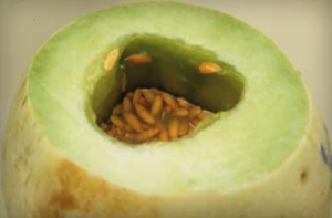 Bacterial Fruit Rots