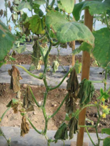 Bacterial Wilt
