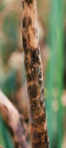 Black Stalk Rot