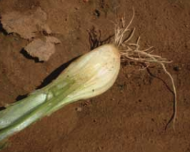 Phytophthora Neck And Bulb Rot