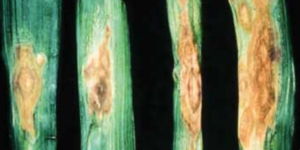Stemphylium Leaf Blight