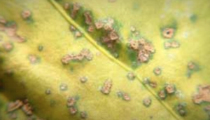 Bacterial Canker