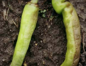 Bacterial Stem Peduncle Canker Soft Rot