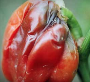 Bacterial Stem Peduncle Canker Soft Rot