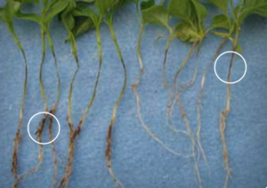 Damping-Off and Root Rot