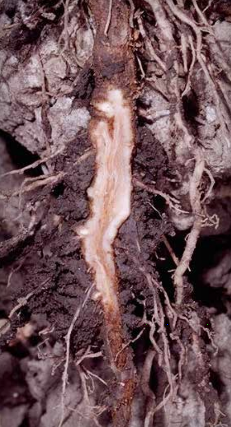Buckeye Fruit and Root Rot