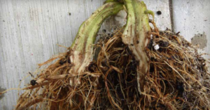 Fusarium Crown and Root Rot