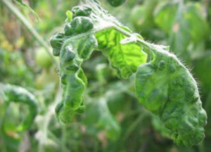 Tomato Mosaic (syn: Tobacco Mosaic)