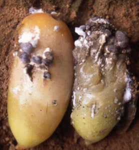 White Mold (syn: Timber Rot or Sclerontinia Stem Rot)