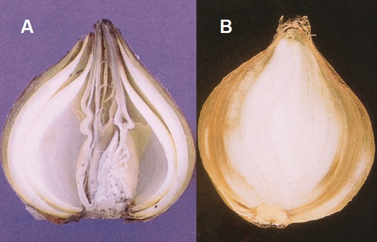 Bacterial Diseases In Onion