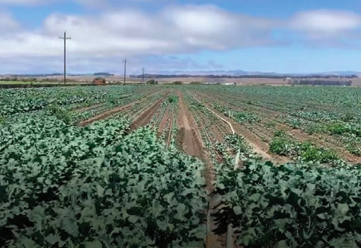 Garden Symphylans on Broccoli, Cabbage, and Cauliflower