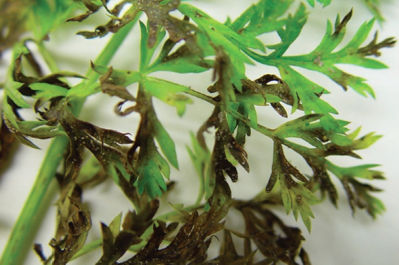 Leaf Blight Diseases of Carrot