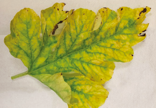 New Watermelon Viruses