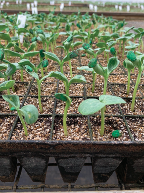 Seedless (Triploid) Watermelon Transplant Production