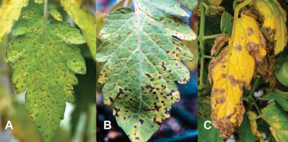 Target Spot of Tomato