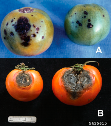 Target Spot of Tomato