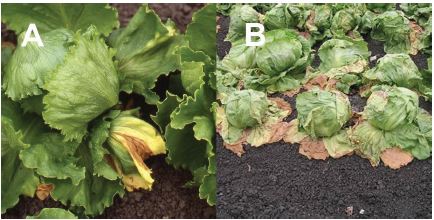 Verticillium Wilt of Lettuce