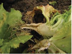 Verticillium Wilt of Lettuce