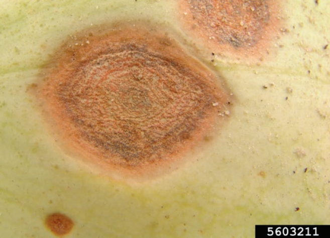 Watermelon Anthracnose