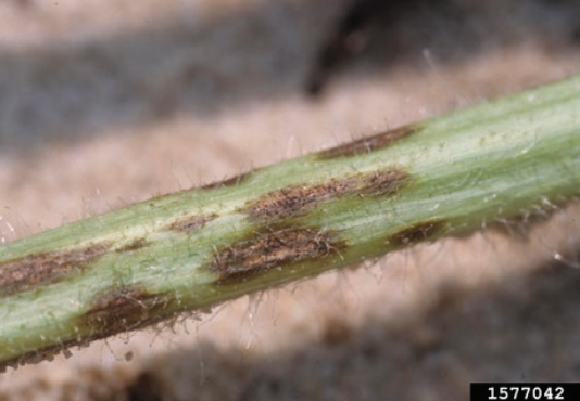 Watermelon Anthracnose