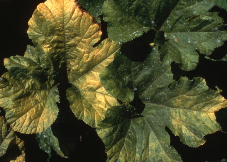 Cucurbit Aphid-Borne Yellows Virus on Cucumber
