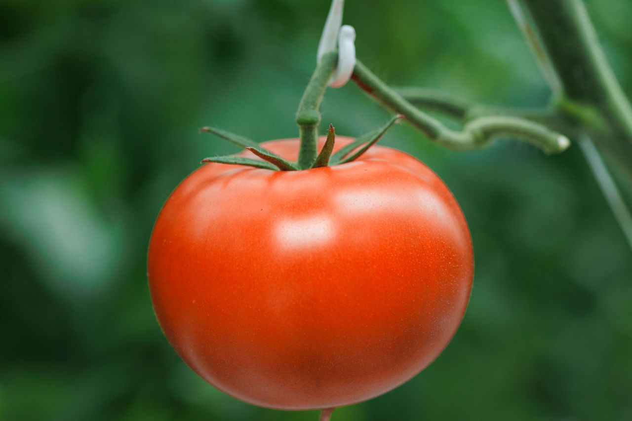 First Look - Ferreira and Novero Growing Tips