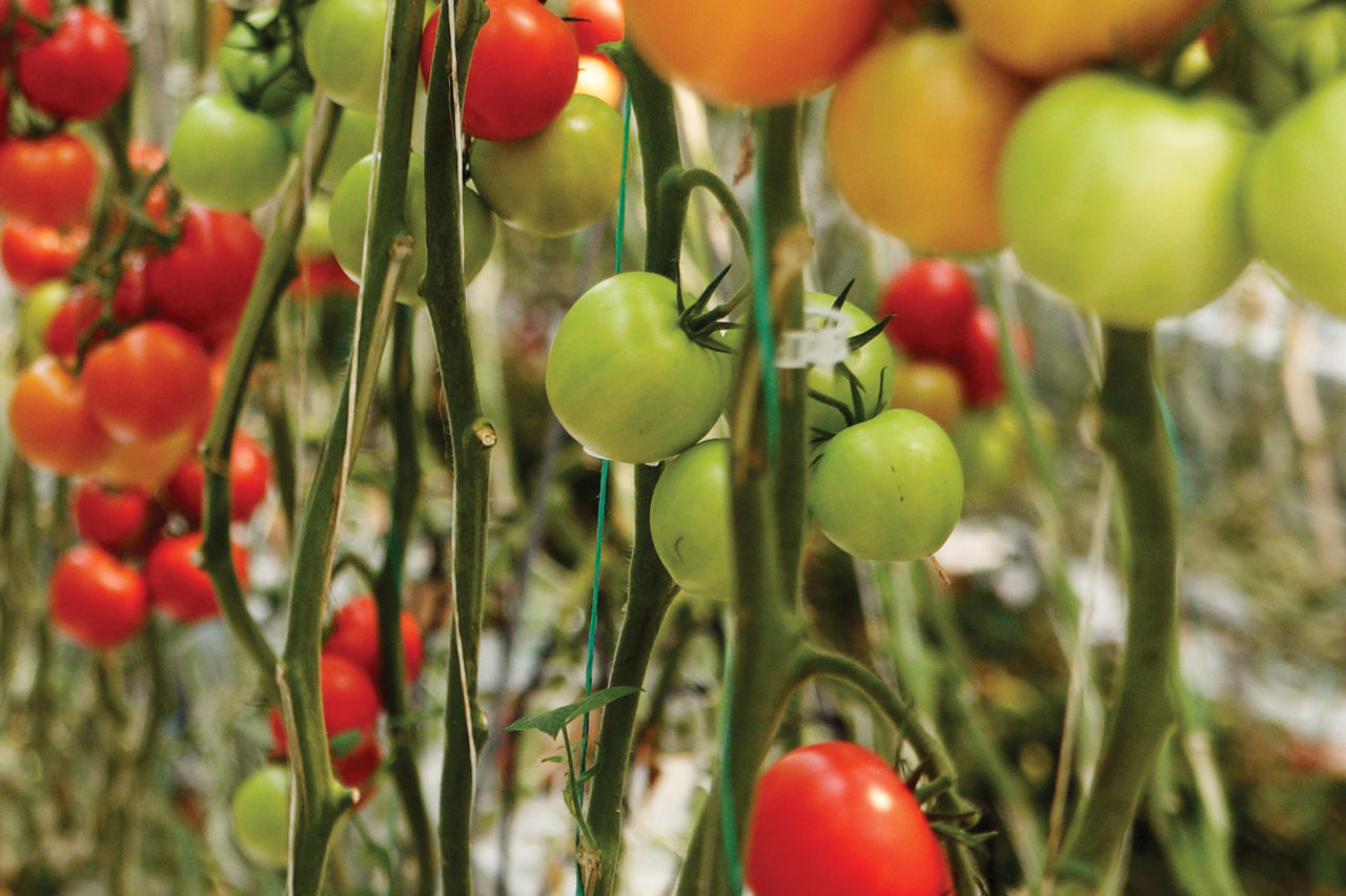 ToBRFV and the role of rootstock