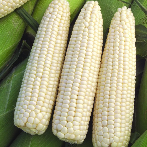 Sweet Corn