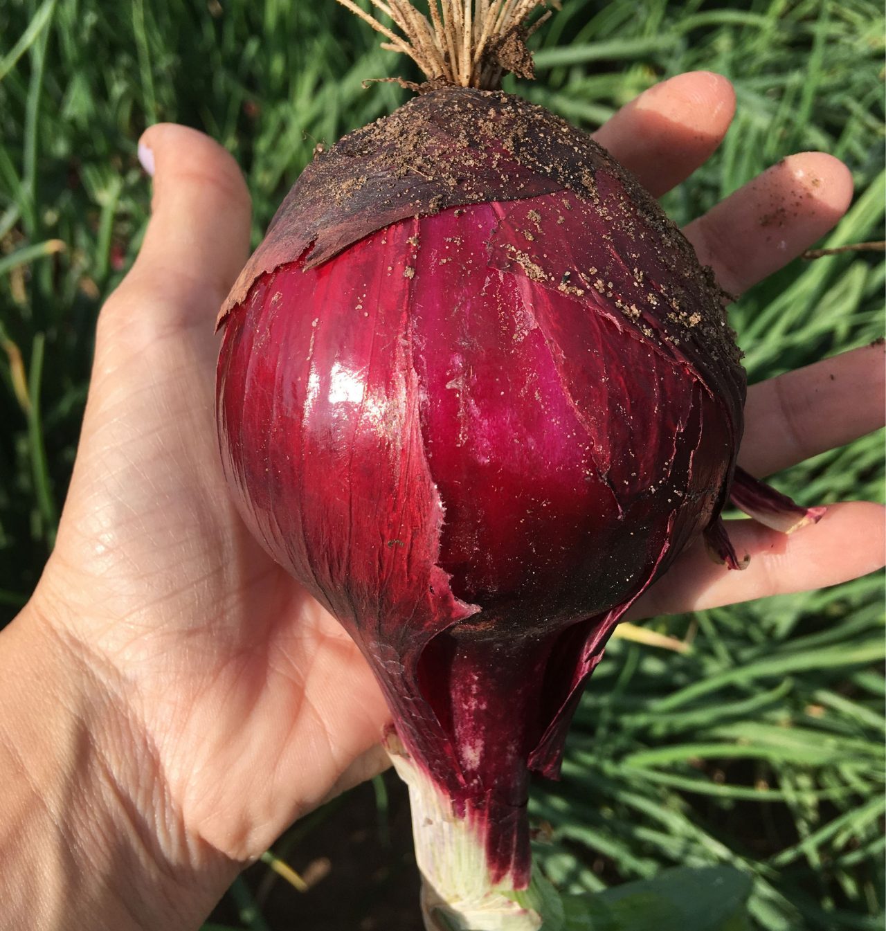 Seminis onion breeders deliver high-performing varieties to ...
